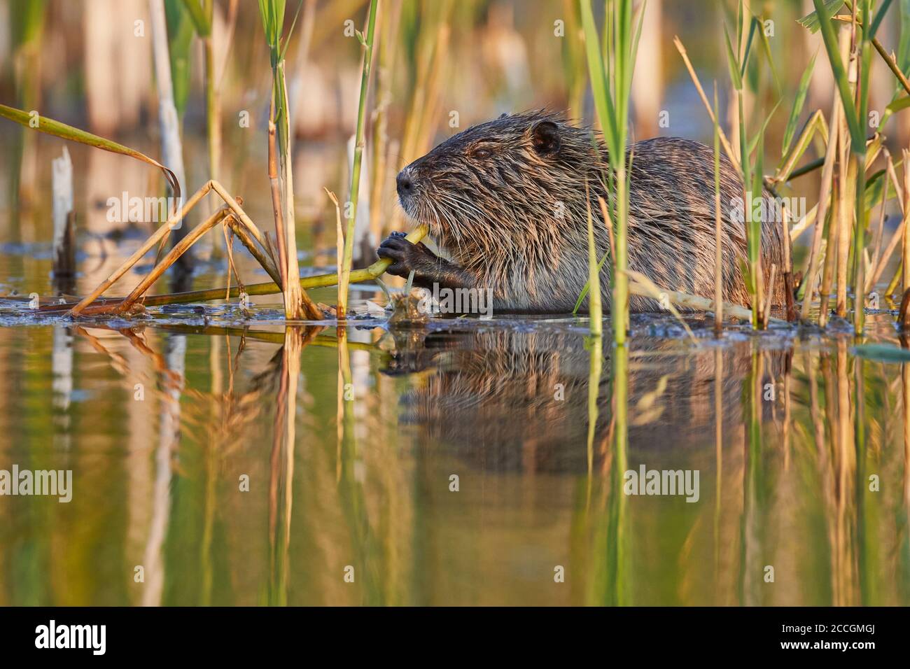 Wunderbar Biber Oder Nutria Bilder