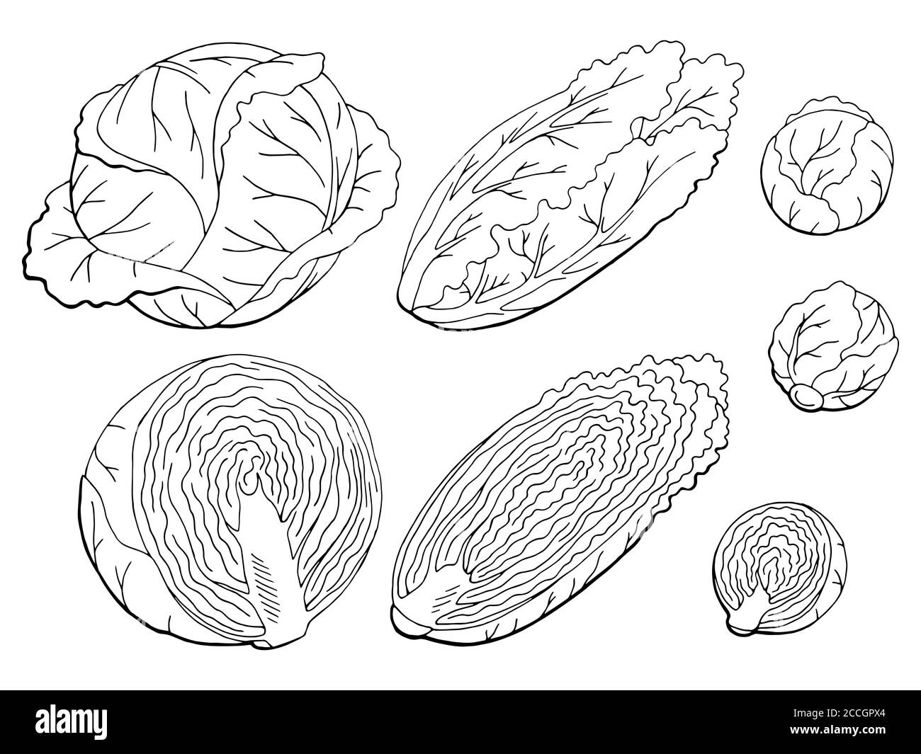 Kohl illustration Stock-Vektorgrafiken kaufen - Alamy