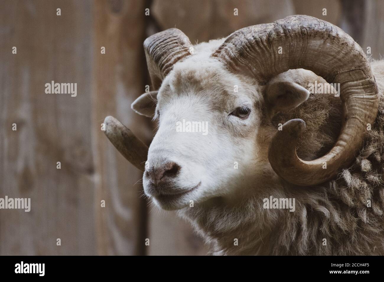 Ein dickhornschaf widder kopf hautnah -Fotos und -Bildmaterial in hoher ...