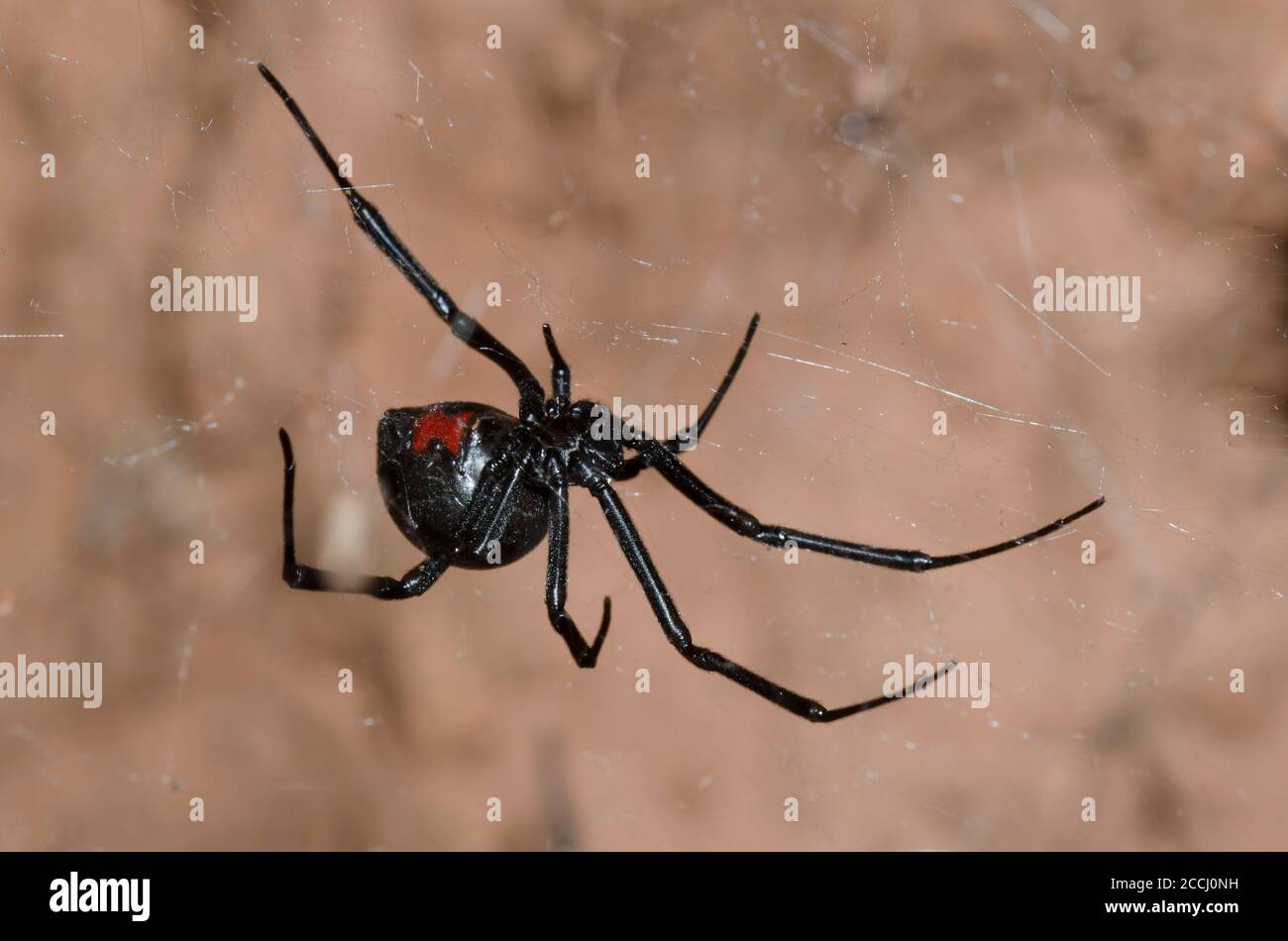 Schwarze witwe -Fotos und -Bildmaterial in hoher Auflösung – Alamy