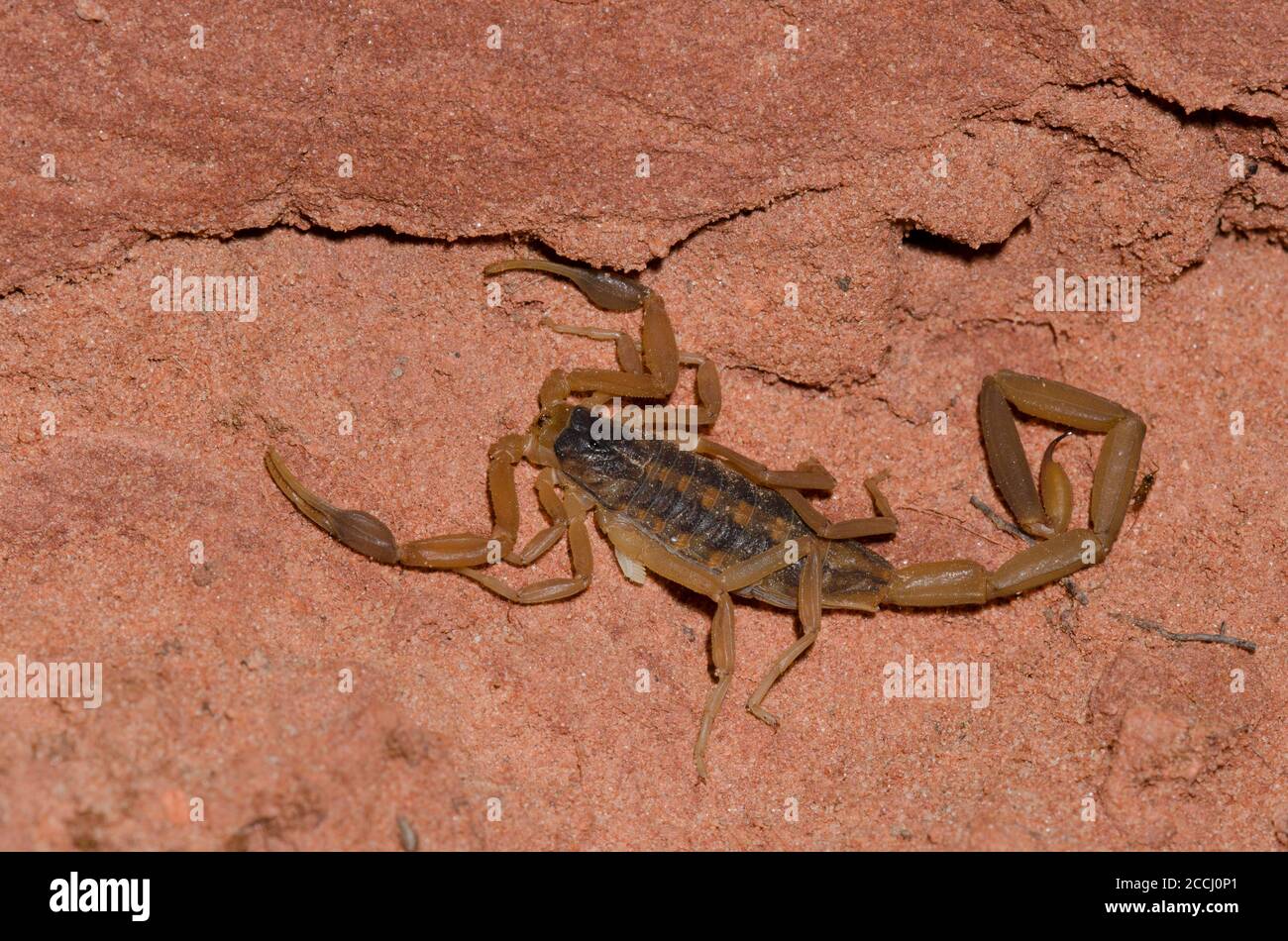 Skorpion Stachel Stockfotos und -bilder Kaufen - Alamy