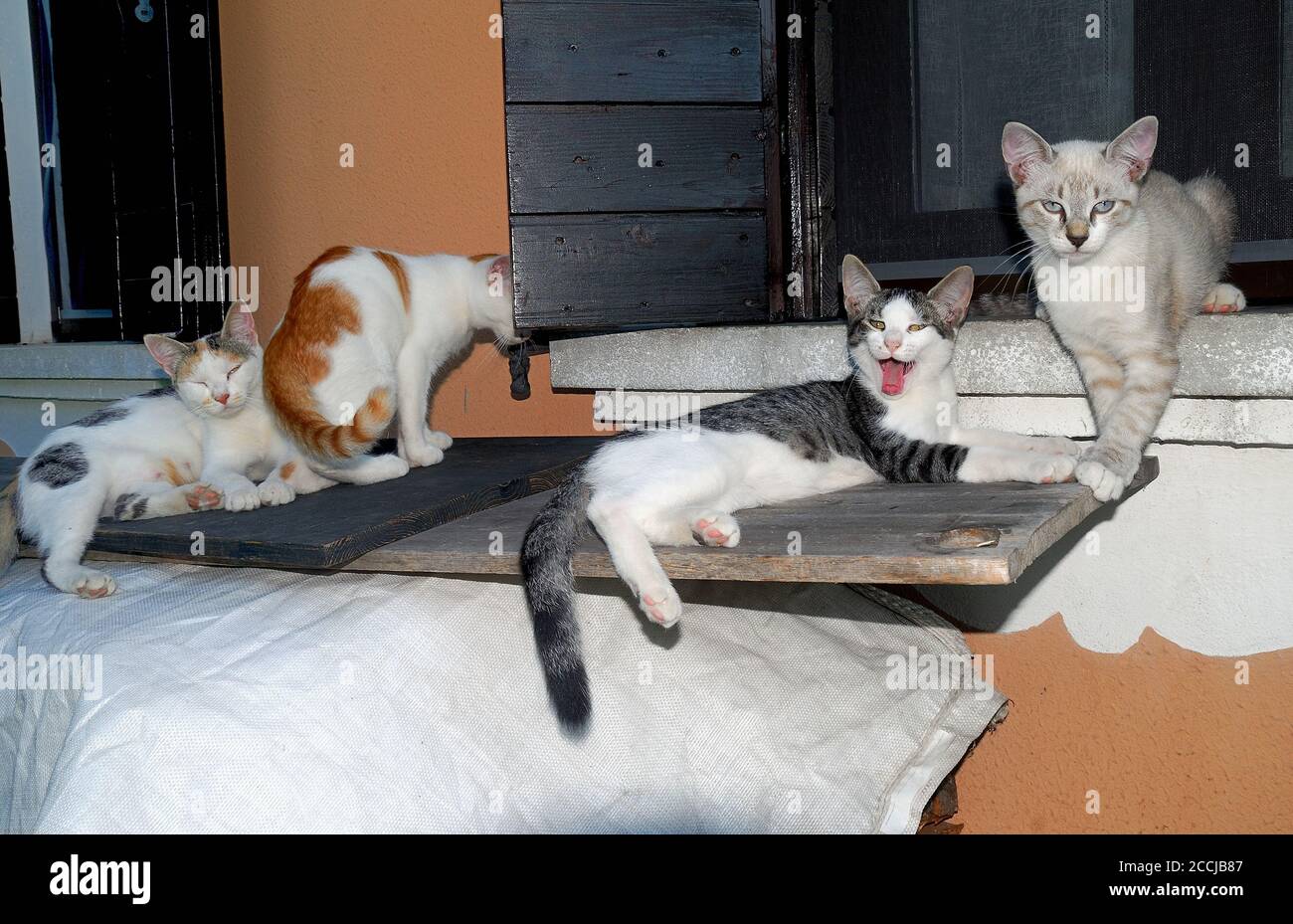 Die vier katzen -Fotos und -Bildmaterial in hoher Auflösung - Seite 2 ...