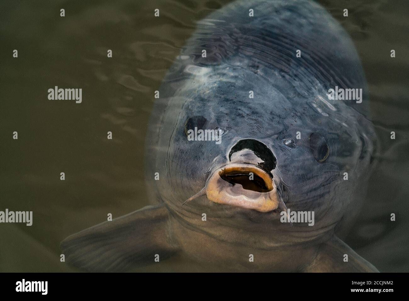 Carp open mouth -Fotos und -Bildmaterial in hoher Auflösung – Alamy