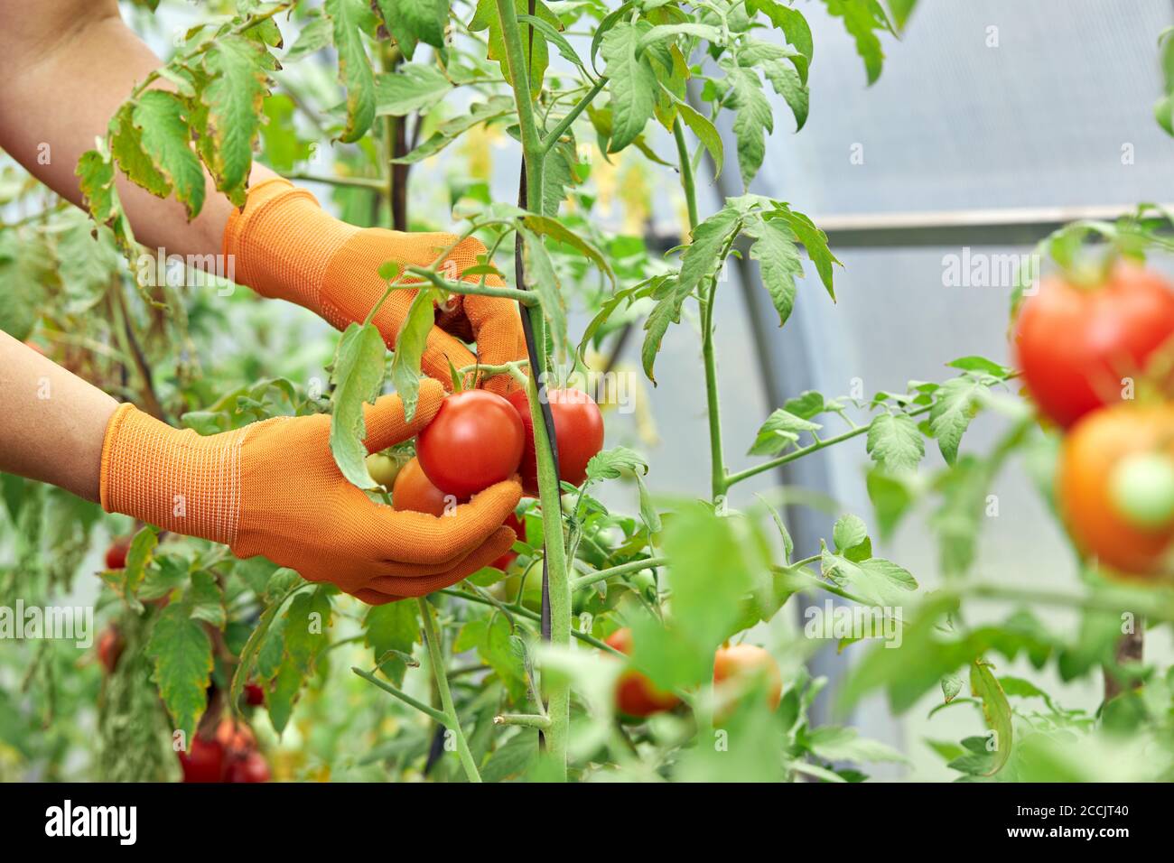 Tomaten Erntezeit Monat