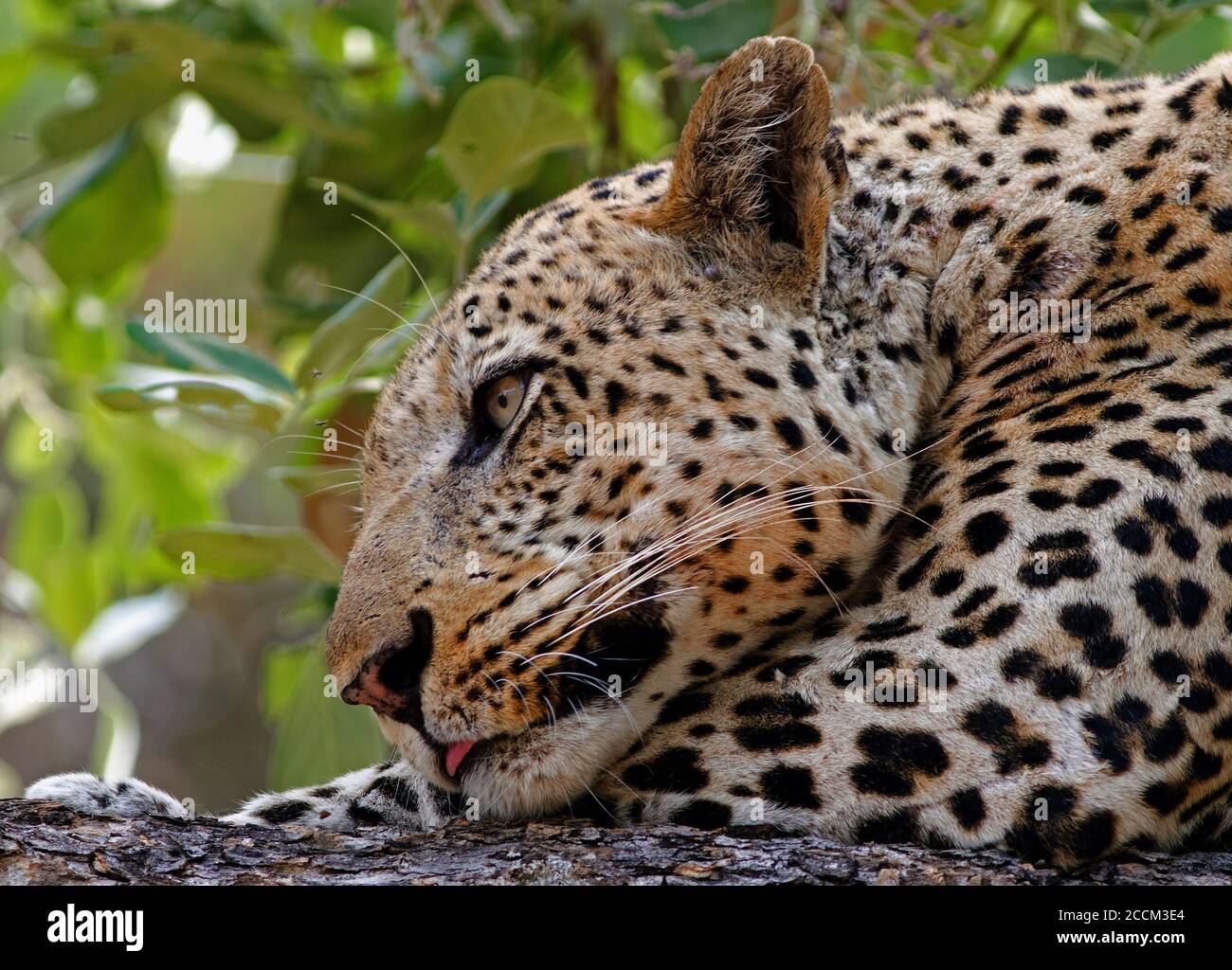 Leopard sichtung -Fotos und -Bildmaterial in hoher Auflösung – Alamy