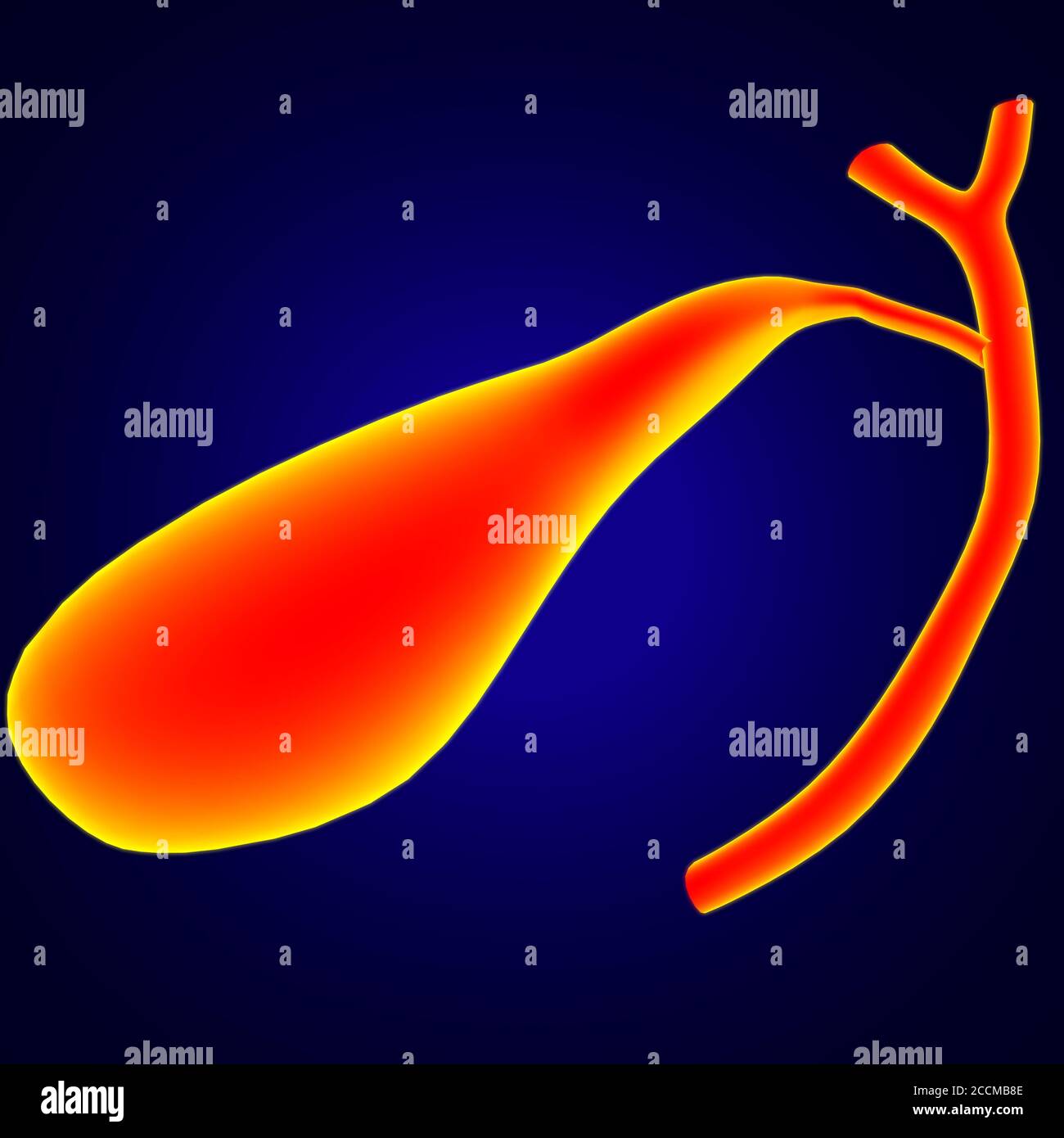 Gallenblase Human Digestive System Anatomie für medizinisches Konzept ...