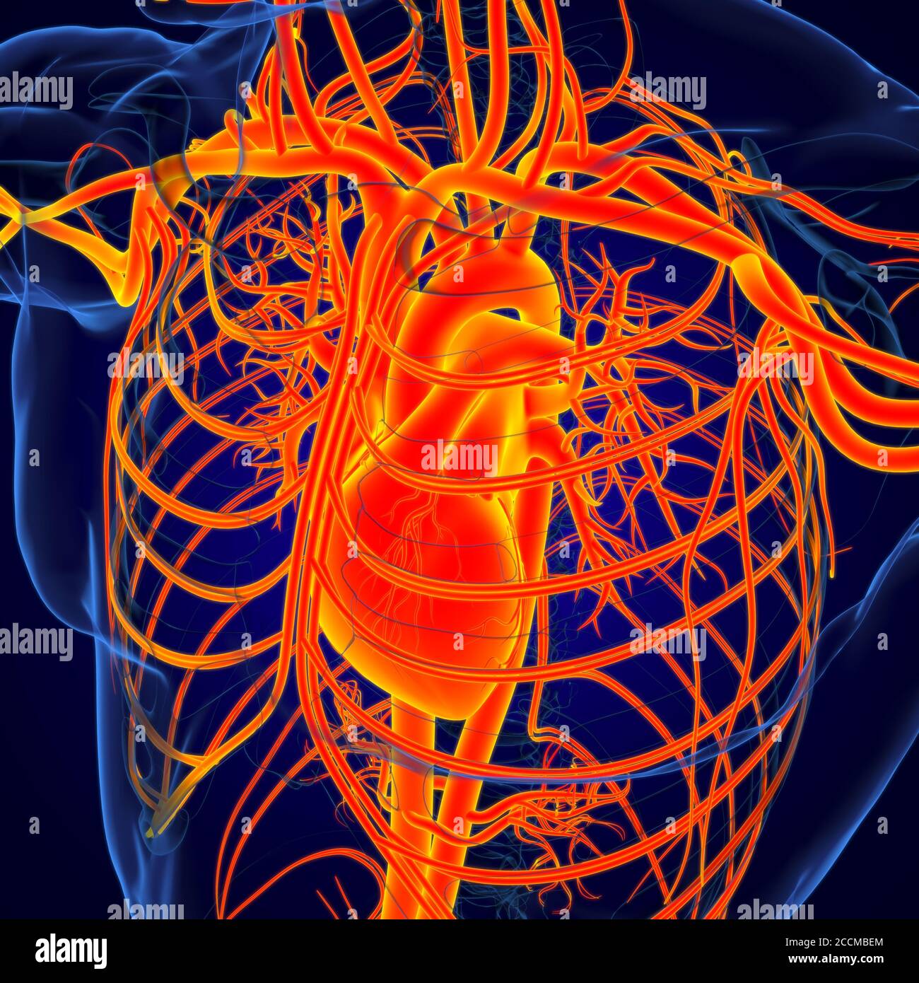 Menschliches Herz mit Kreislaufsystem Anatomie für medizinisches ...