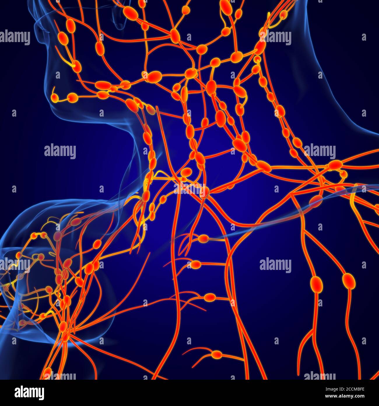 Menschliche Lymphknoten Anatomie für medizinisches Konzept 3D ...