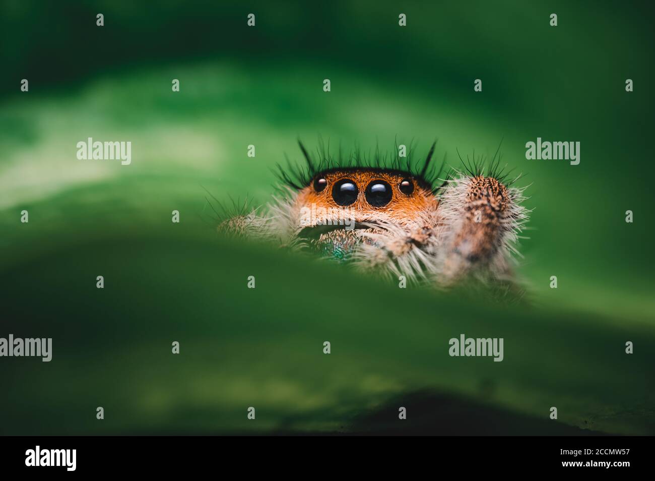 Weibliche Spinne (Phidippus regius) kriecht auf Grün. Makro, große ...