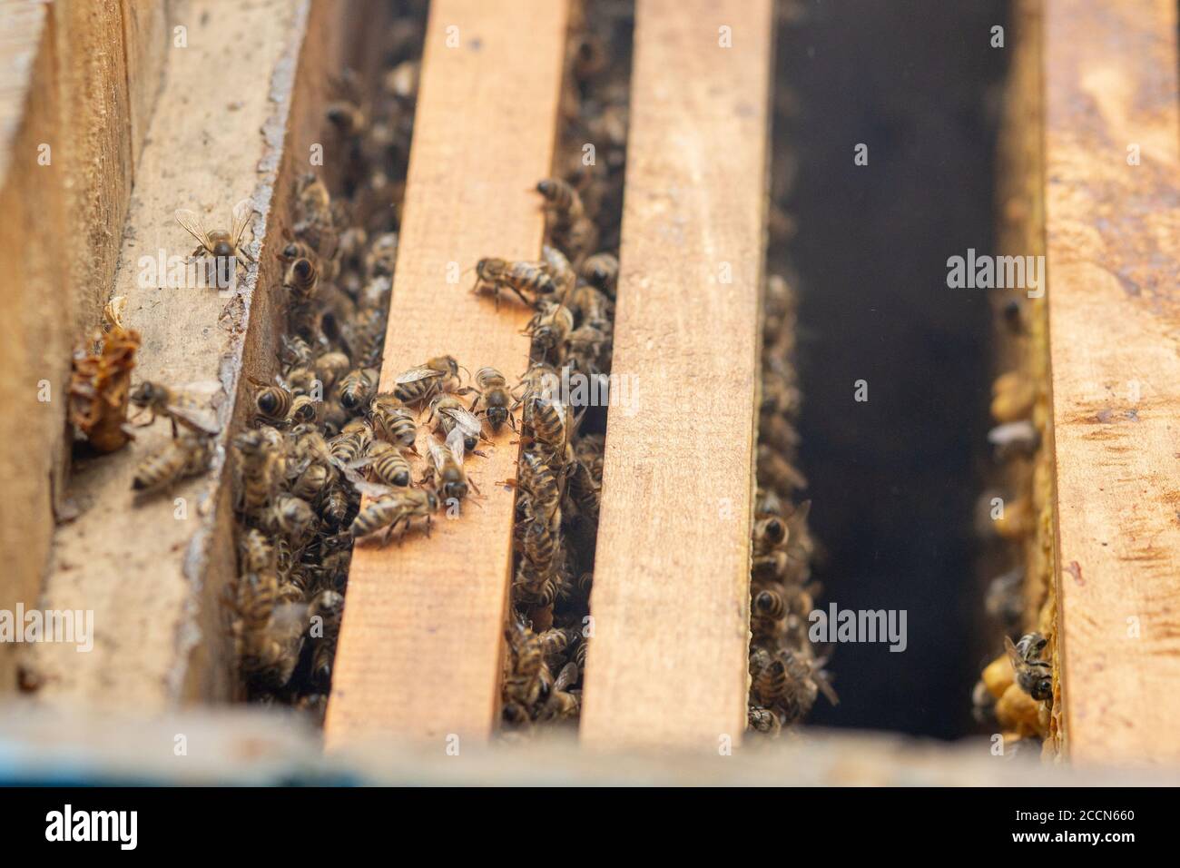 Bienenstöcke in der Pflege von Bienen mit Waben und Honigbienen. Imker ...