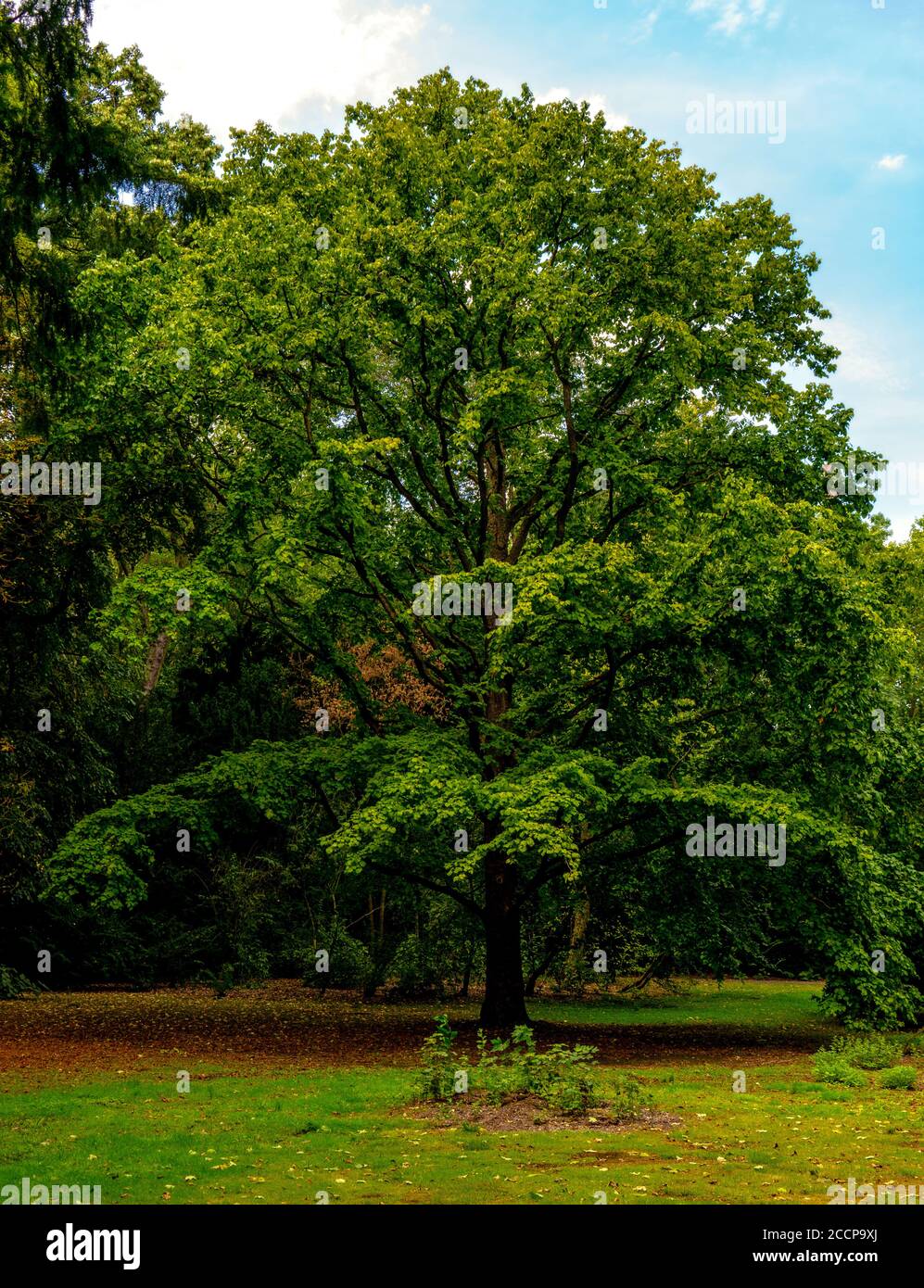Großer alter Baum im Carl-Duisberg-Park in Deutschland Stockfotografie ...