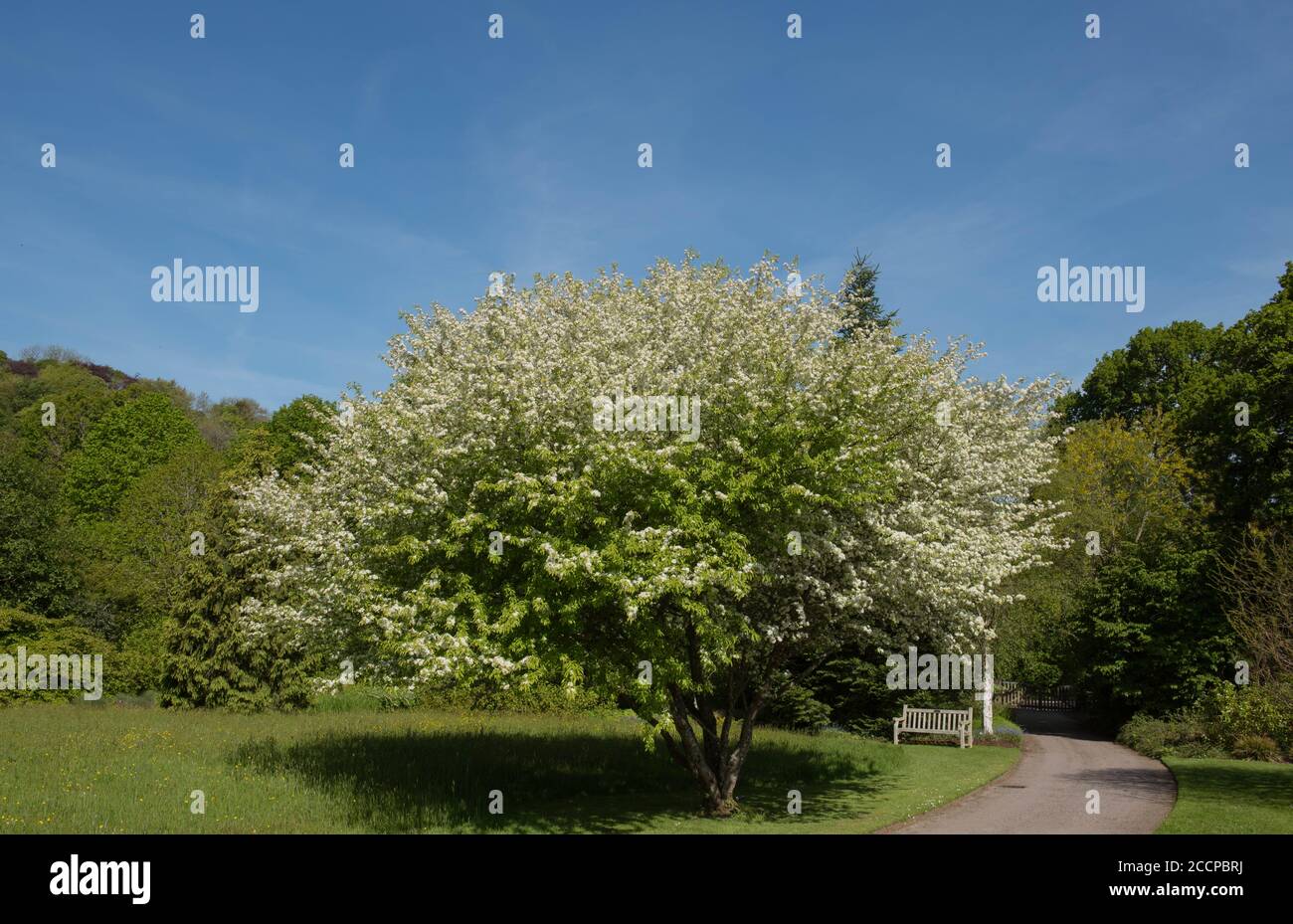 Schnitt blattkrabbenapfel -Fotos und -Bildmaterial in hoher Auflösung ...