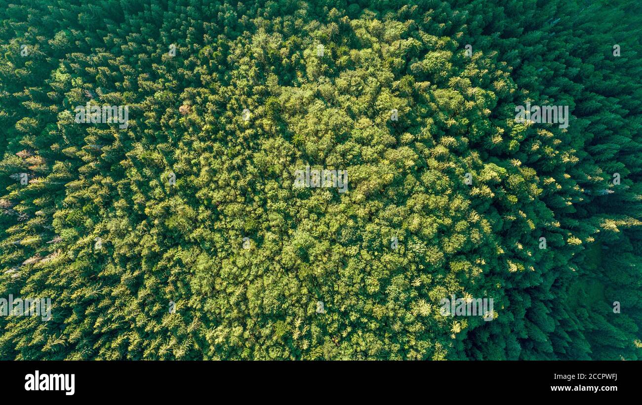 Wald aus der vogelperspektive -Fotos und -Bildmaterial in hoher ...