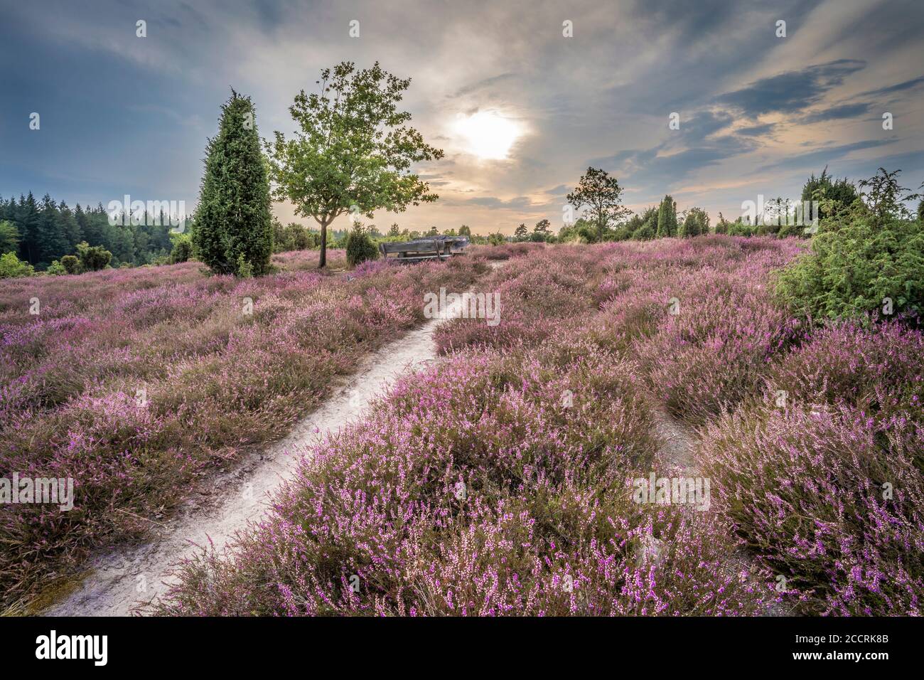 Heathland Germany Stockfotos und -bilder Kaufen - Alamy
