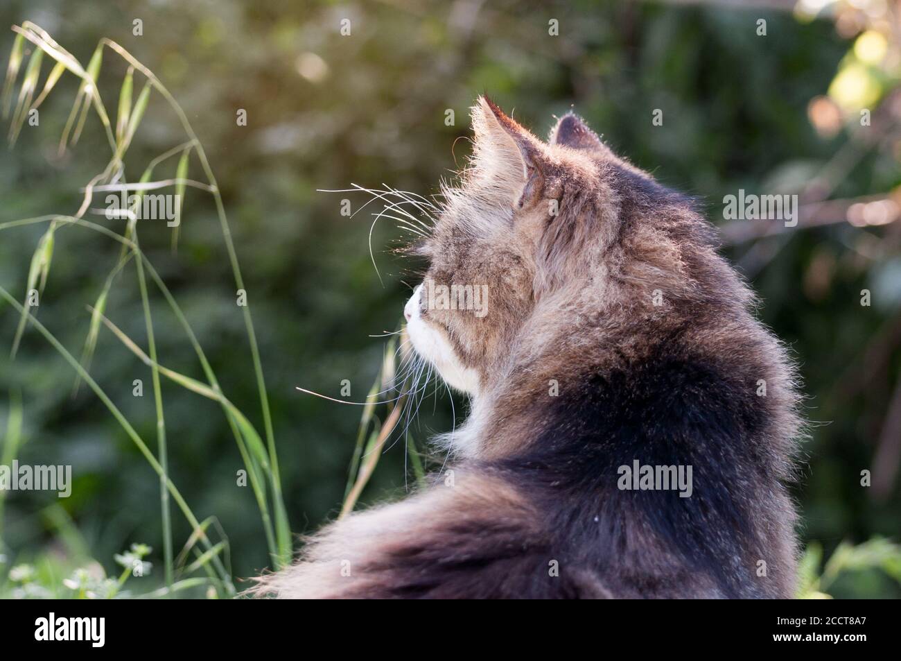 Profil katze -Fotos und -Bildmaterial in hoher Auflösung – Alamy
