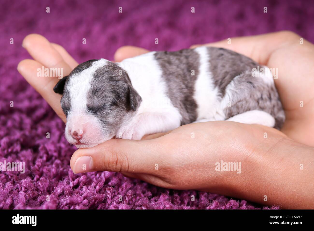 Pudel blue merle -Fotos und -Bildmaterial in hoher Auflösung – Alamy