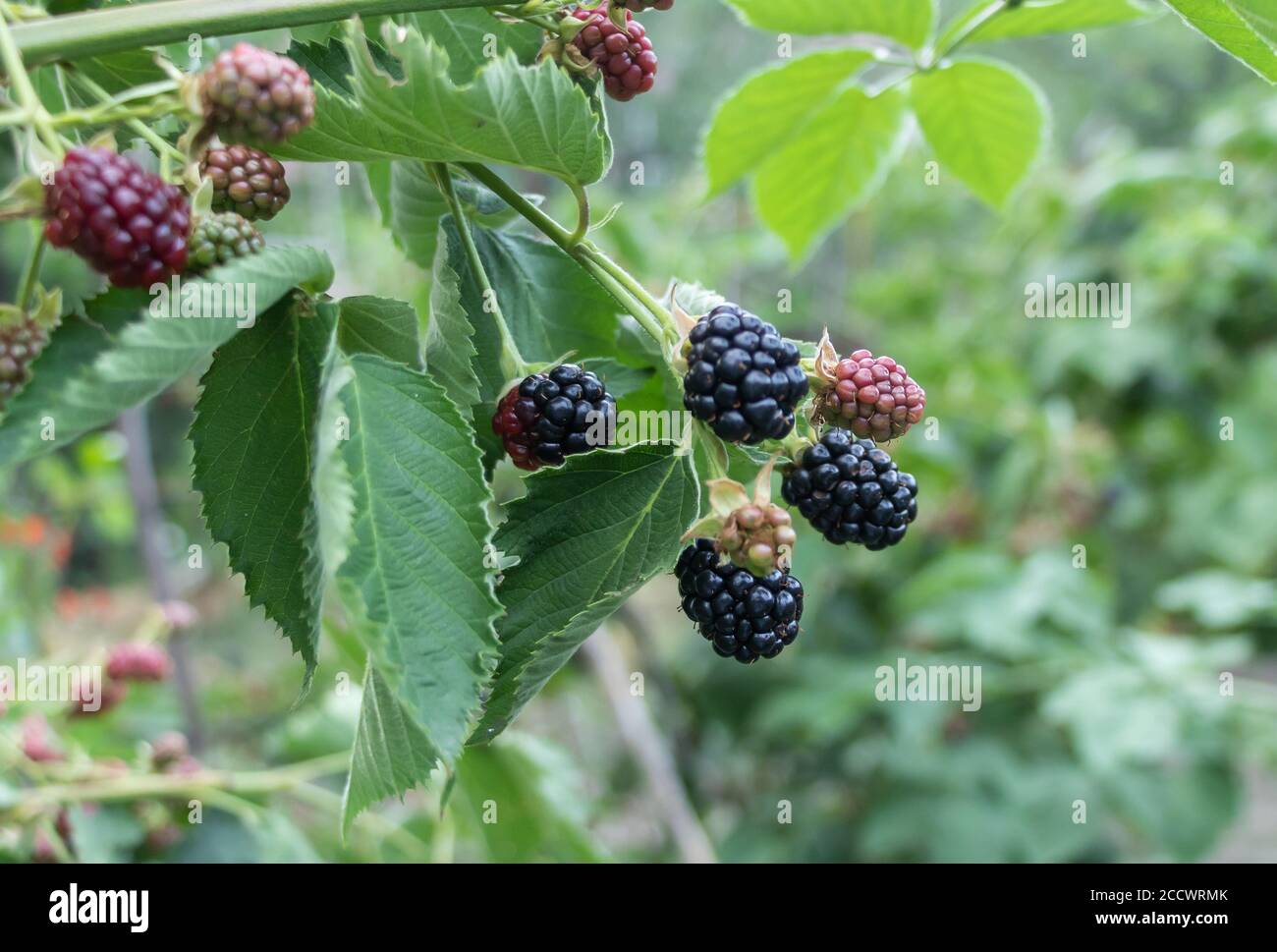 Gesundheitliche vorteile der natur -Fotos und -Bildmaterial in hoher ...