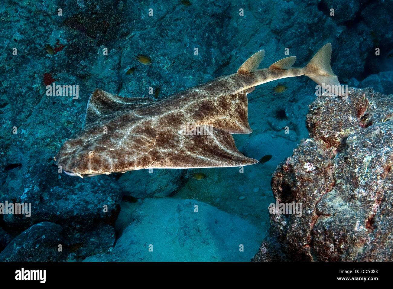 Atlantischer engelhai squatina squatina schwimmt durch das riff -Fotos ...