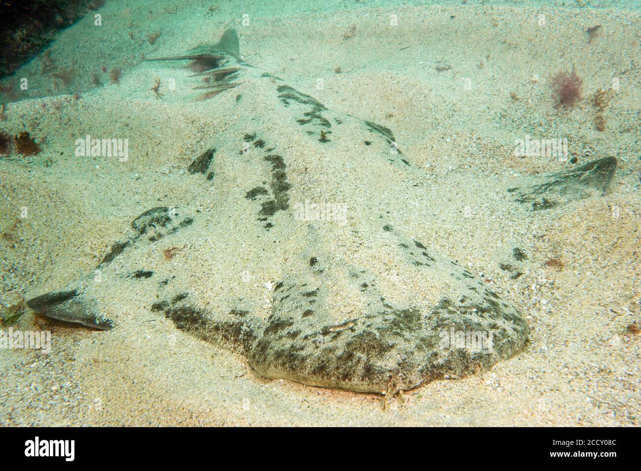 Getarnte atlantische engelshai squatina squatina liegt im sand -Fotos ...