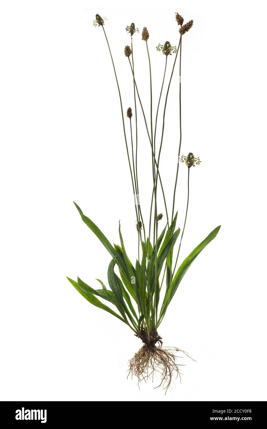 Plantago lanceolata -Fotos und -Bildmaterial in hoher Auflösung – Alamy