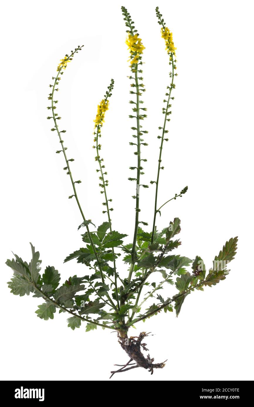 Agrimonia eupatoria -Fotos und -Bildmaterial in hoher Auflösung – Alamy