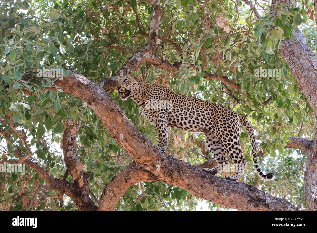 Leopard steht auf einem ast -Fotos und -Bildmaterial in hoher Auflösung ...