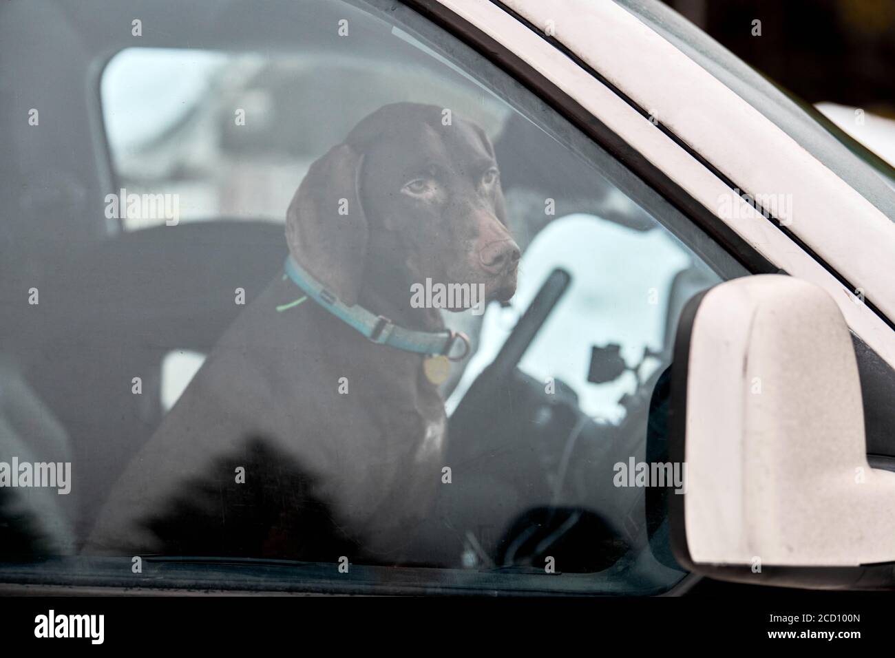 Hund hinter dem lenkrad -Fotos und -Bildmaterial in hoher Auflösung – Alamy