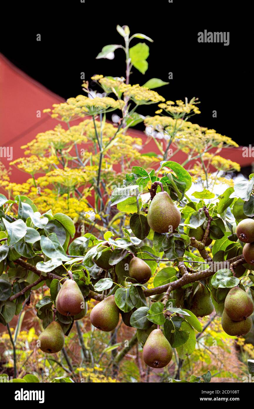 Espalier conference pear tree -Fotos und -Bildmaterial in hoher ...
