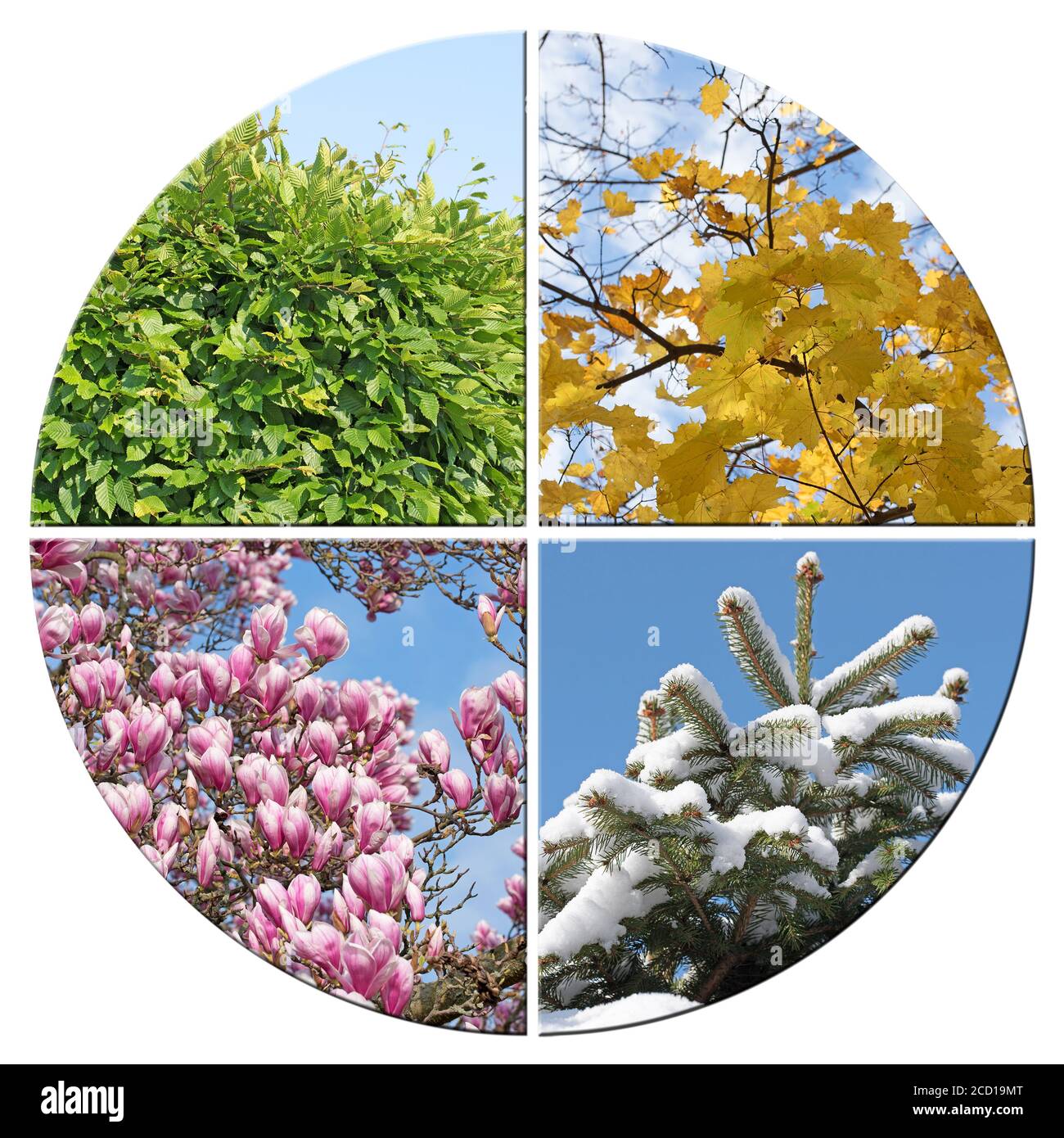 Tree in four seasons spring -Fotos und -Bildmaterial in hoher Auflösung – Alamy