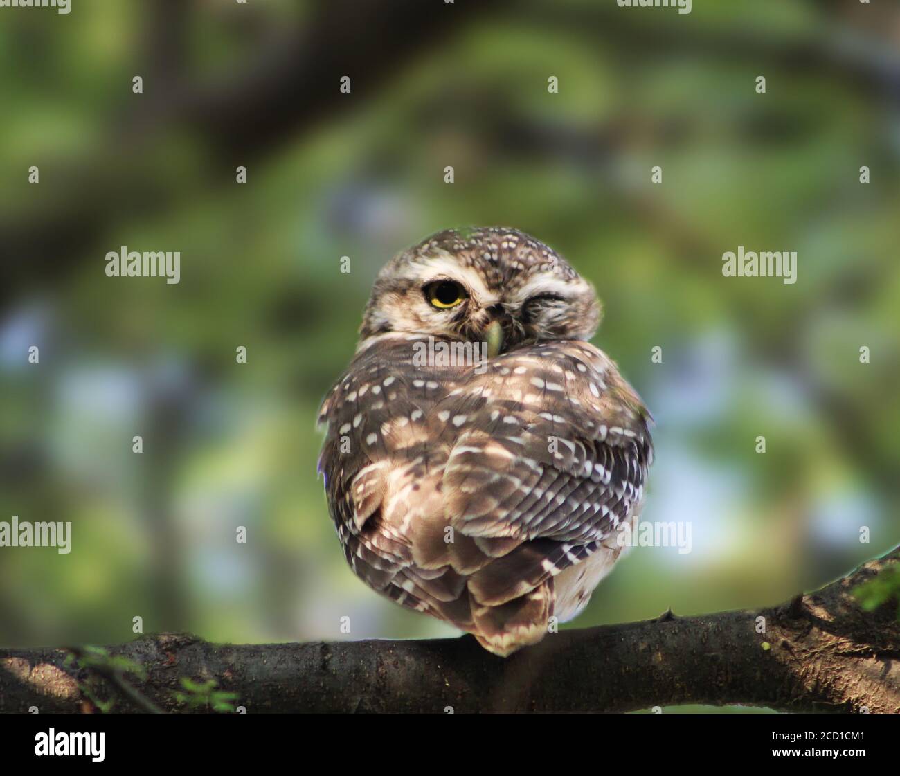 Zwinkernde eule -Fotos und -Bildmaterial in hoher Auflösung – Alamy