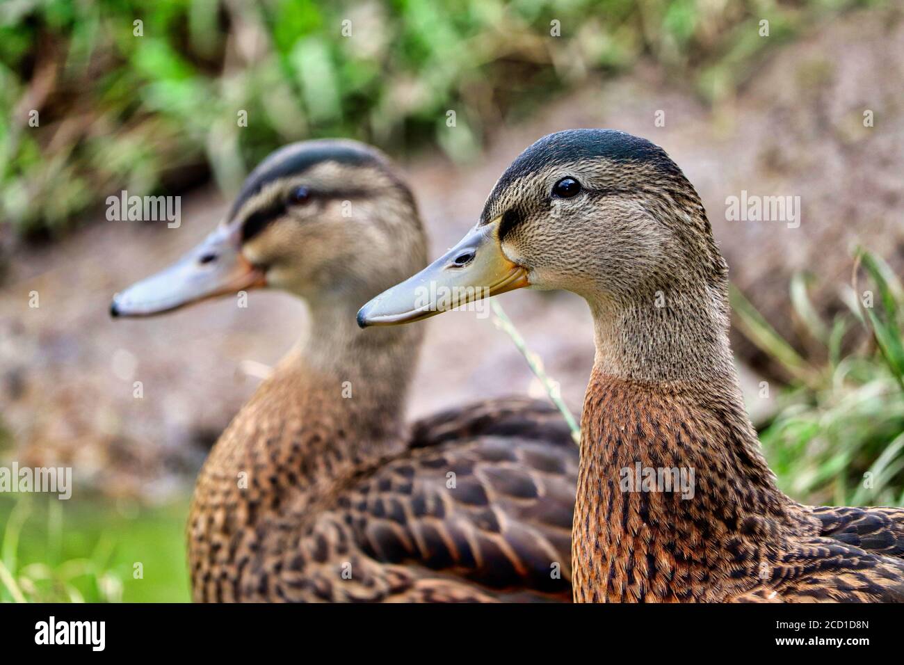 Englisch vogel und wildpark -Fotos und -Bildmaterial in hoher Auflösung ...