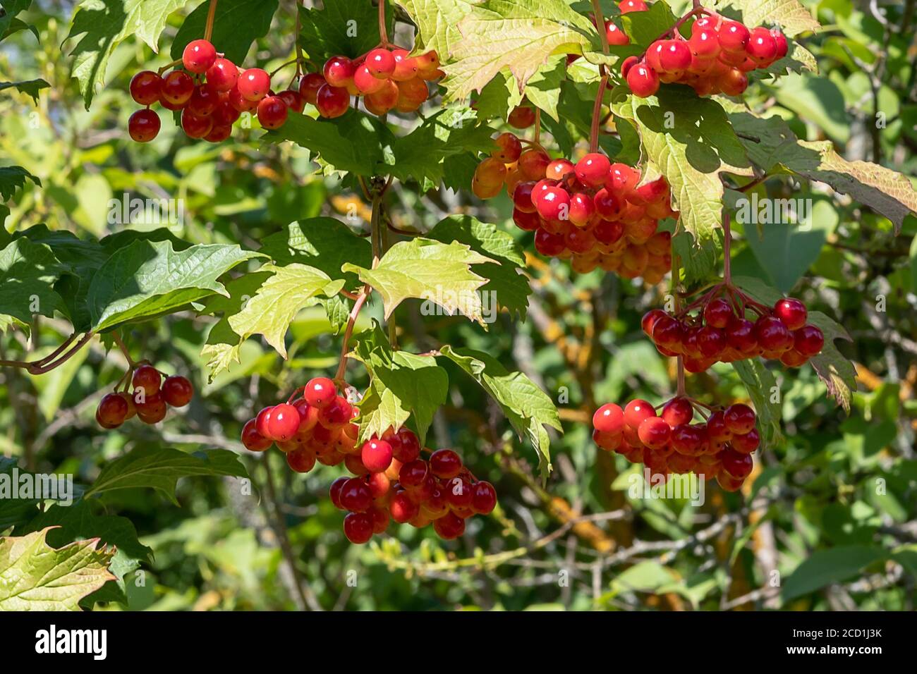 Rote reife Beeren von Viburnum. Wachtder stieg. Ein Zweig des roten ...