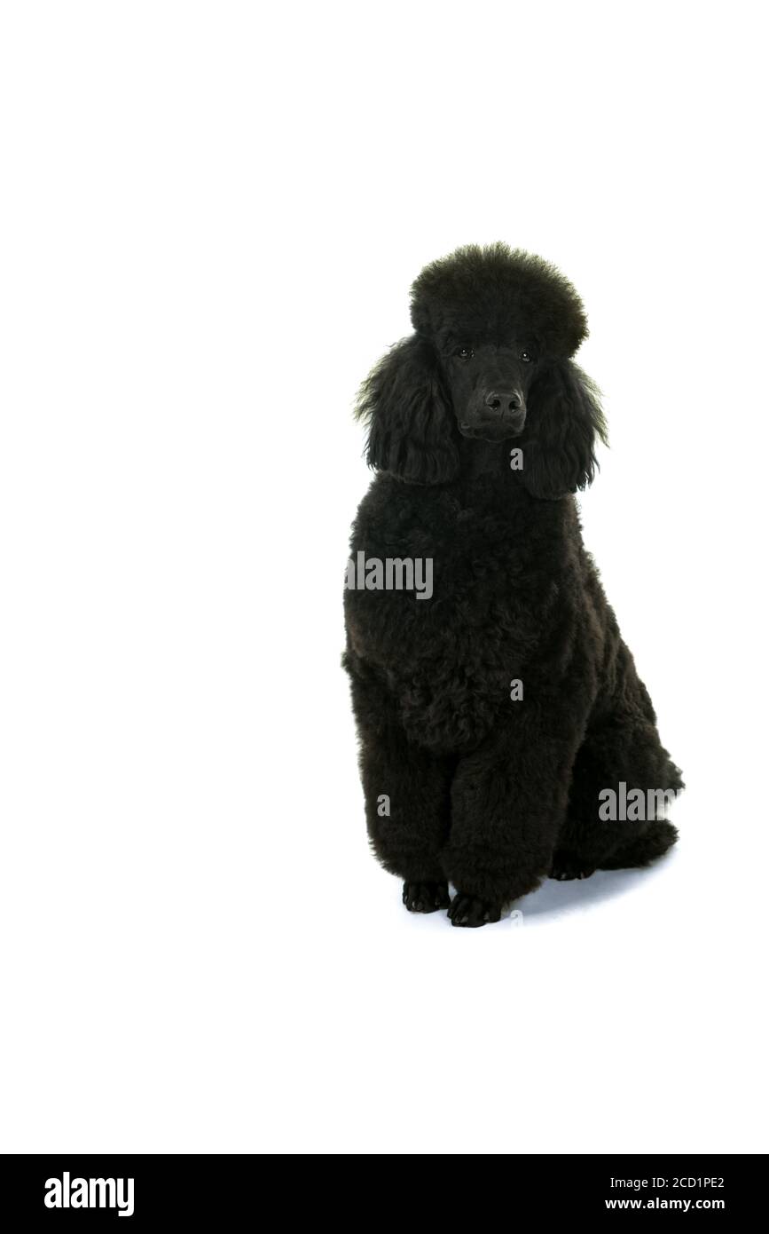 Pudel isoliert -Fotos und -Bildmaterial in hoher Auflösung – Alamy