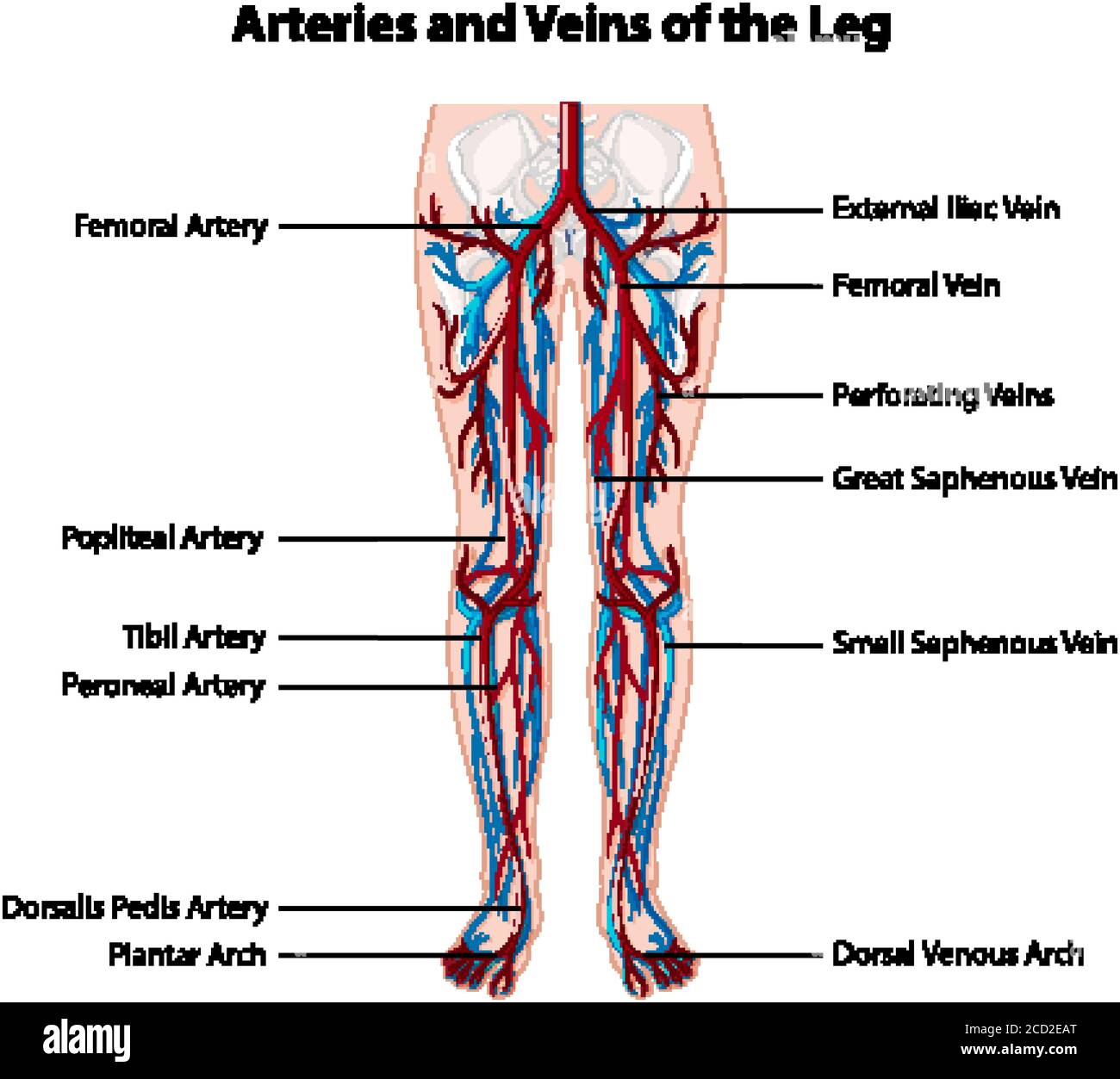 Anatomie der arterien Stock-Vektorgrafiken kaufen - Seite 3 - Alamy