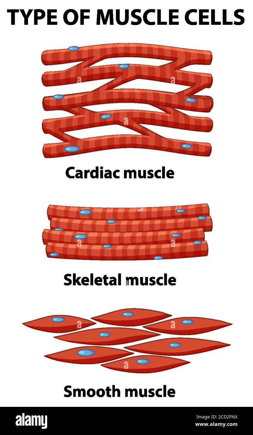 Glatte Muskelzellen Stockfotos und -bilder Kaufen - Alamy