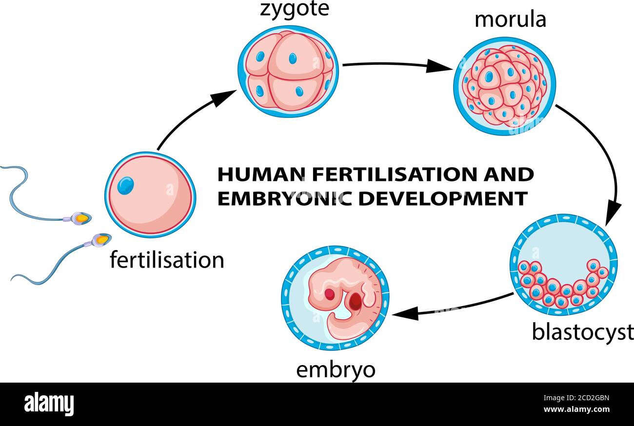 Blastocyst Embryo Stock-Vektorgrafiken kaufen - Alamy