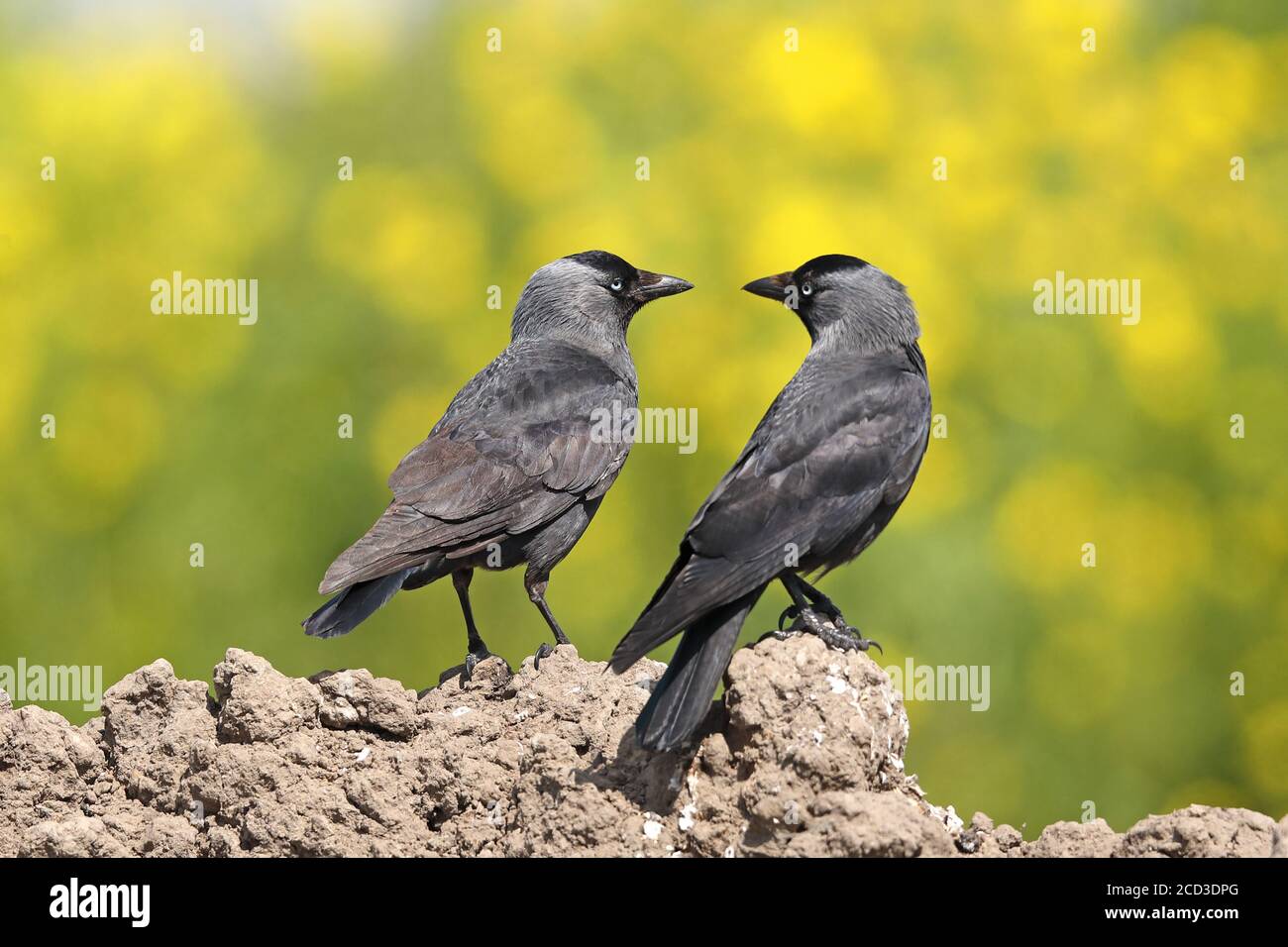 Auf einem anderen stehen -Fotos und -Bildmaterial in hoher Auflösung ...
