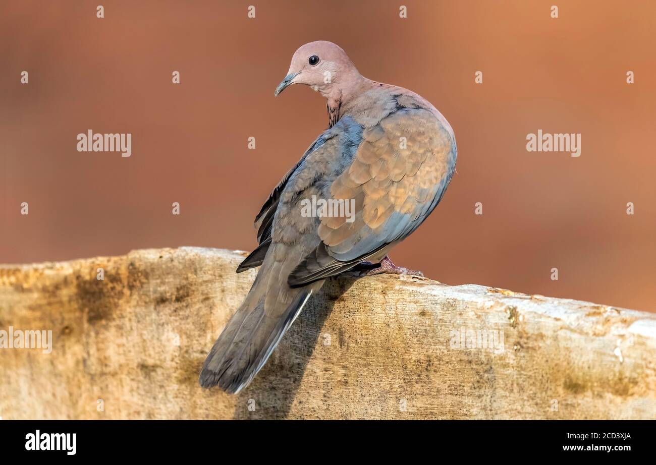 Streptopelia senegalensis aegyptiaca -Fotos und -Bildmaterial in hoher ...