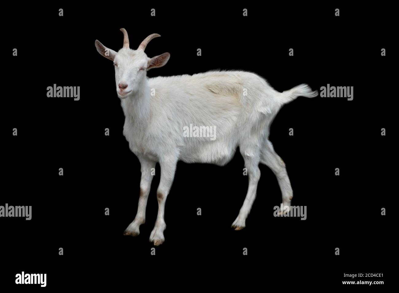 Weibliche Ziege Stockfotos und -bilder Kaufen - Alamy