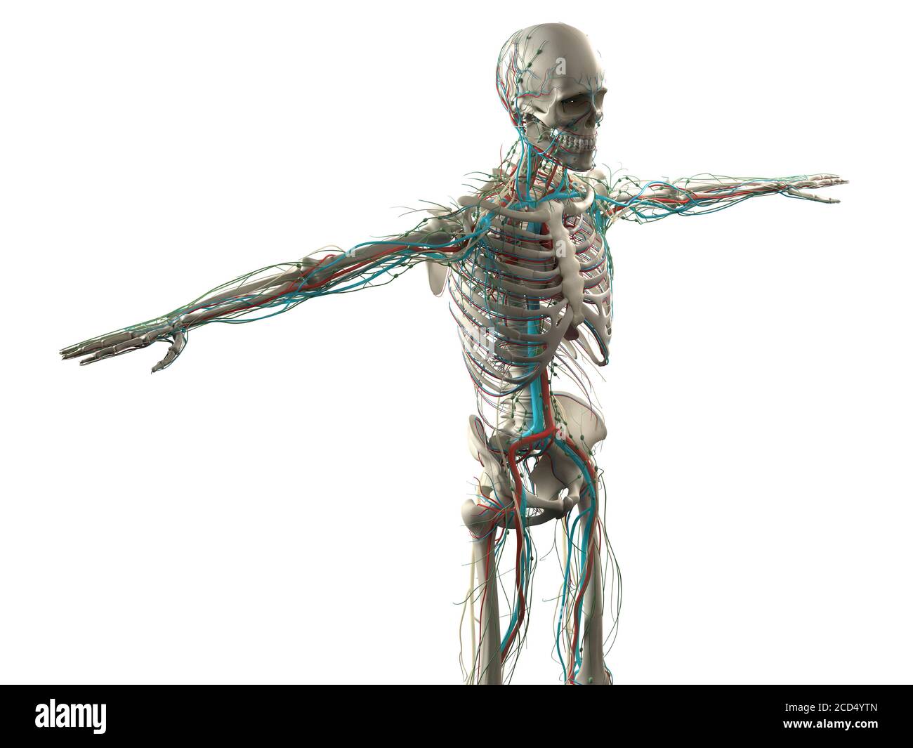 Männliche menschliche Anatomie Körperdarstellung mit Kopf, Rumpf, Armen ...