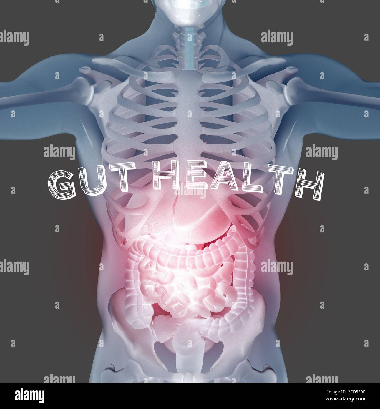 Enddarm mensch röntgen -Fotos und -Bildmaterial in hoher Auflösung – Alamy