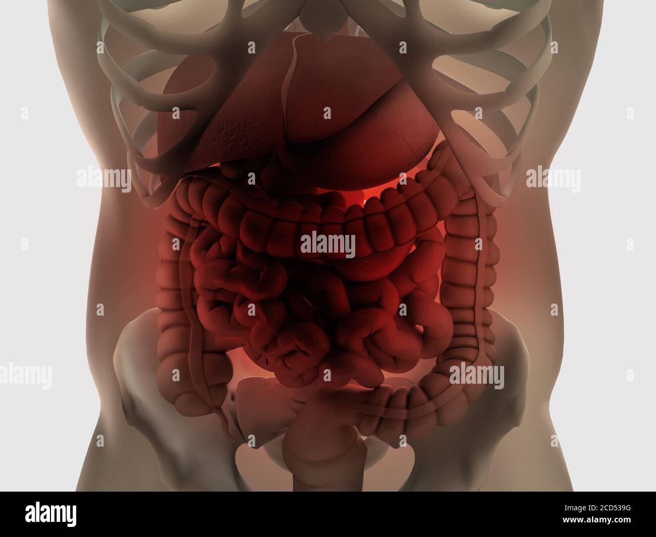 Enddarm mensch röntgen -Fotos und -Bildmaterial in hoher Auflösung – Alamy