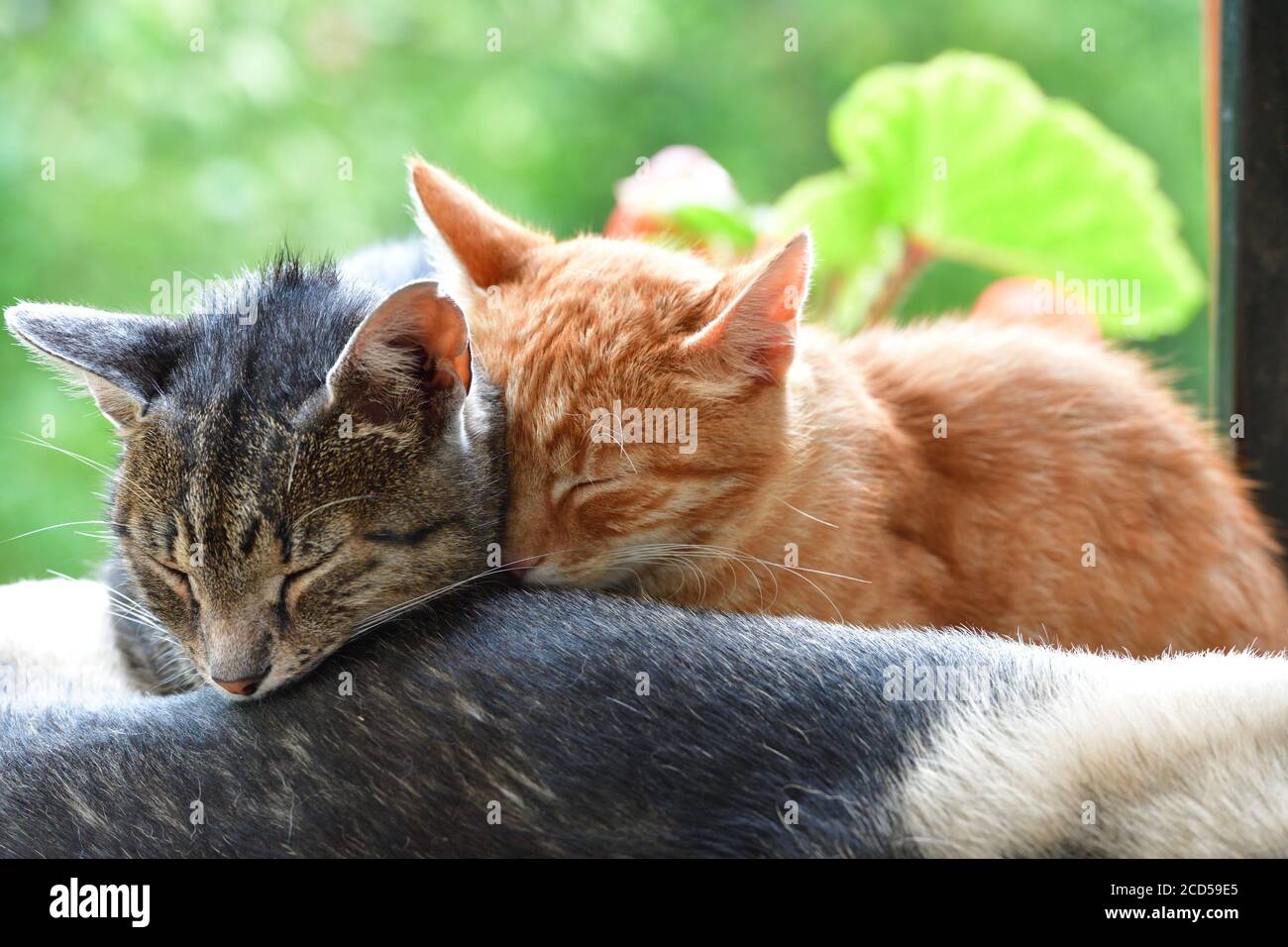 Reinrassige Hauskatze Stockfotos und -bilder Kaufen - Alamy