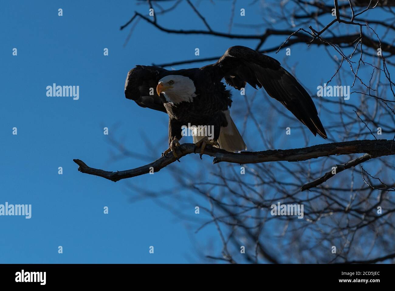 Greifvogel greifvögel und menschen -Fotos und -Bildmaterial in hoher ...