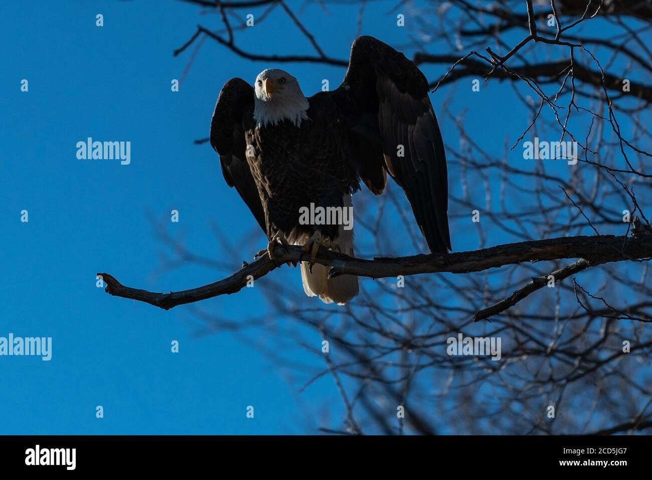 Weißkopfseeadler sitzt in einem Baum Adler auf einem Zweig, Oregon ...