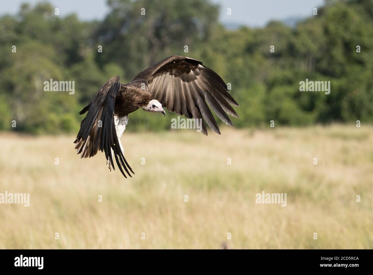 Schlucht Der Toten Stockfotos und -bilder Kaufen - Alamy