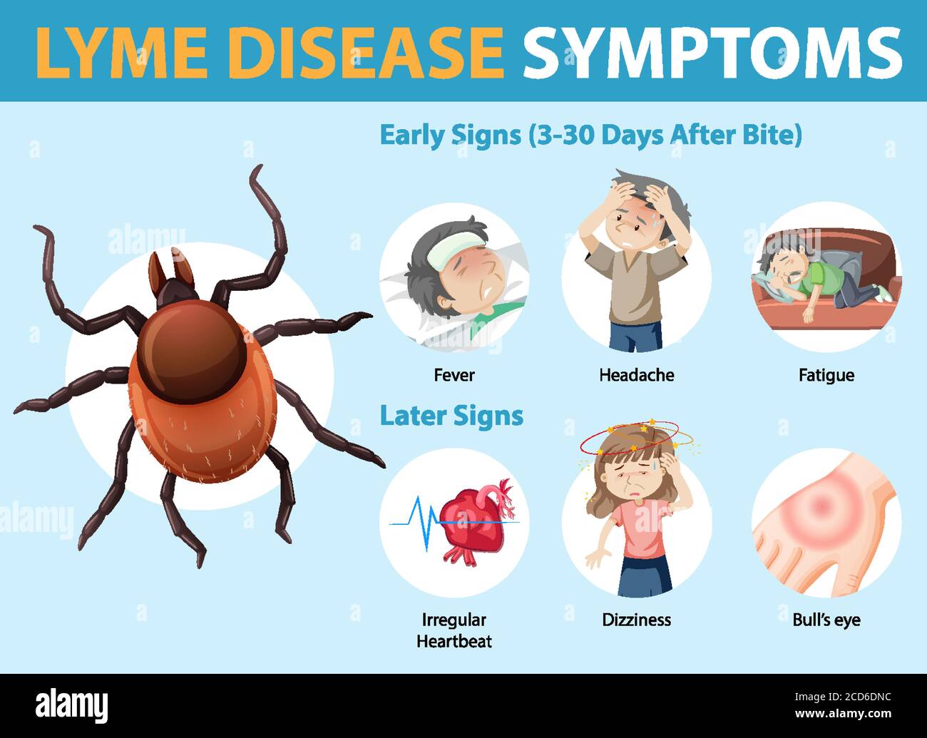 Lyme-Borreliose Symptome Informationen Infografik Illustration Stock ...