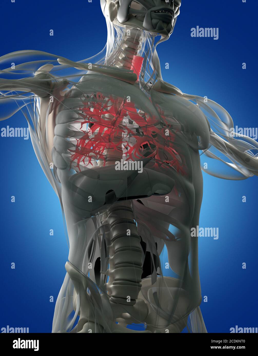 Bronchien und bronchiolen -Fotos und -Bildmaterial in hoher Auflösung ...