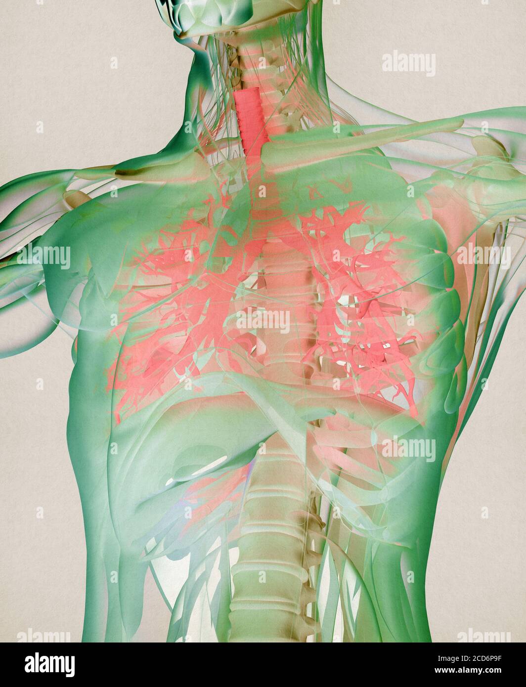 Bronchien, menschliche Anatomie Lunge. Technologie. 3d-Illustration ...