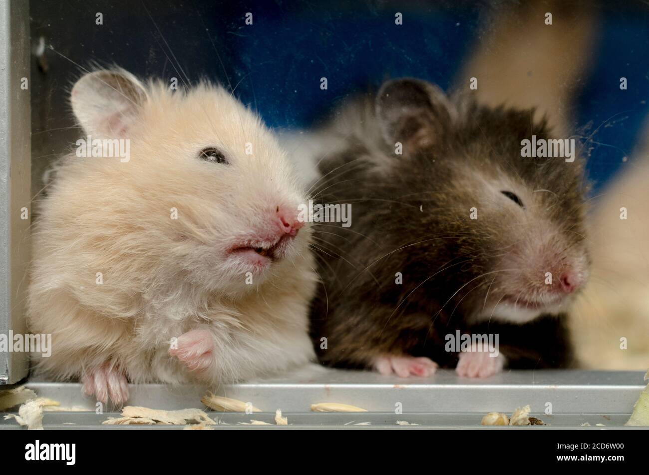White hamster -Fotos und -Bildmaterial in hoher Auflösung – Alamy